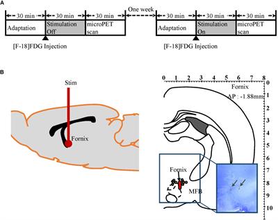 Fornix Function The commissure of the fornix also serves to connect the two